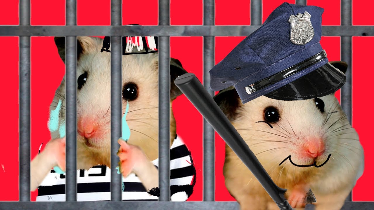 Police hamster maze with traps🐹 awesome hamster maze with traps 🐹 ...