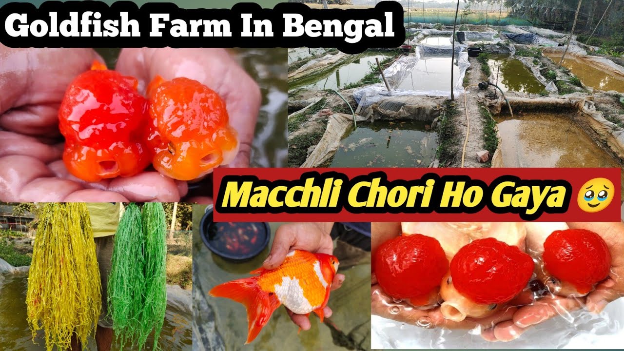 Calico Ranchu,Ryukin,Normal Ranchu & Red cap oranda Goldfishes price ...