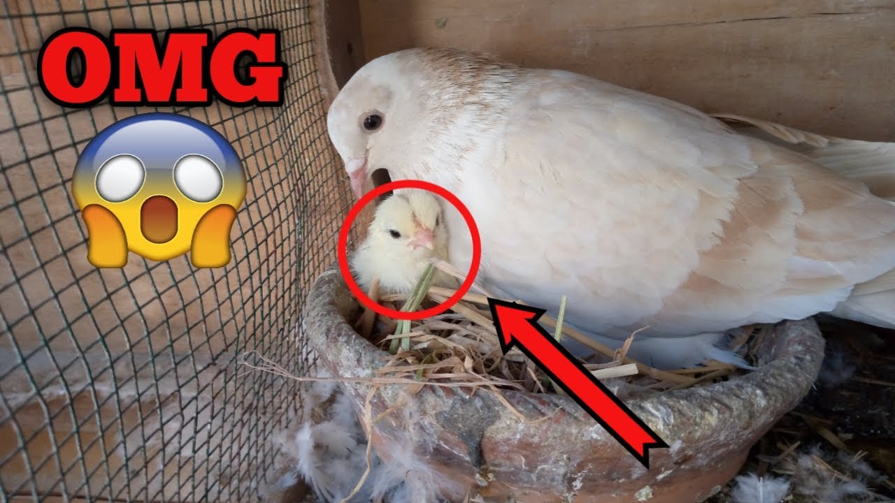 Pets experiment hen's egg fomented by pigeon. - YouTube