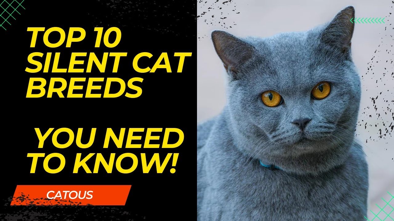 Top 10 Silent Cat Breeds You Need to Know! - YouTube
