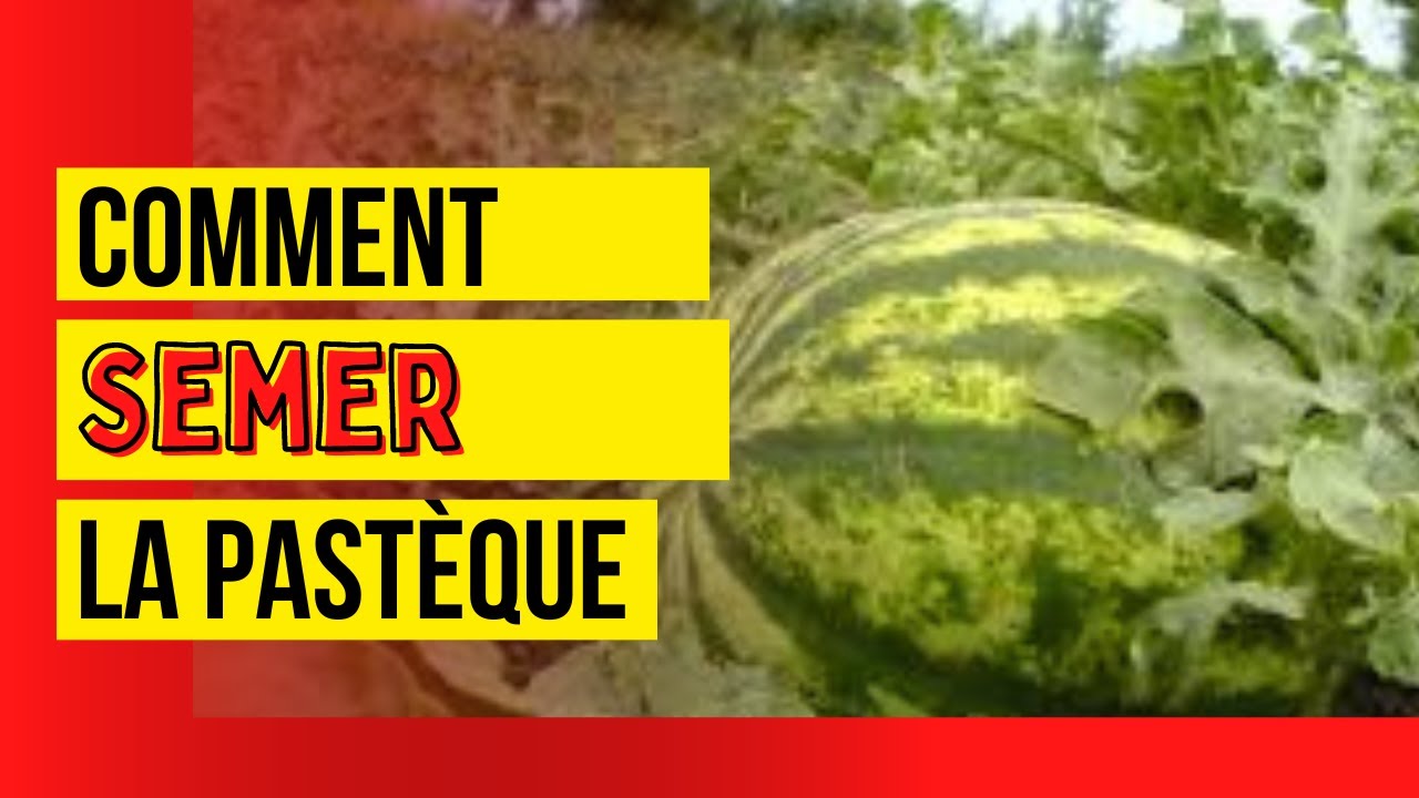 Comment Semer la pastèque formation gratuite sur la culture de la ...