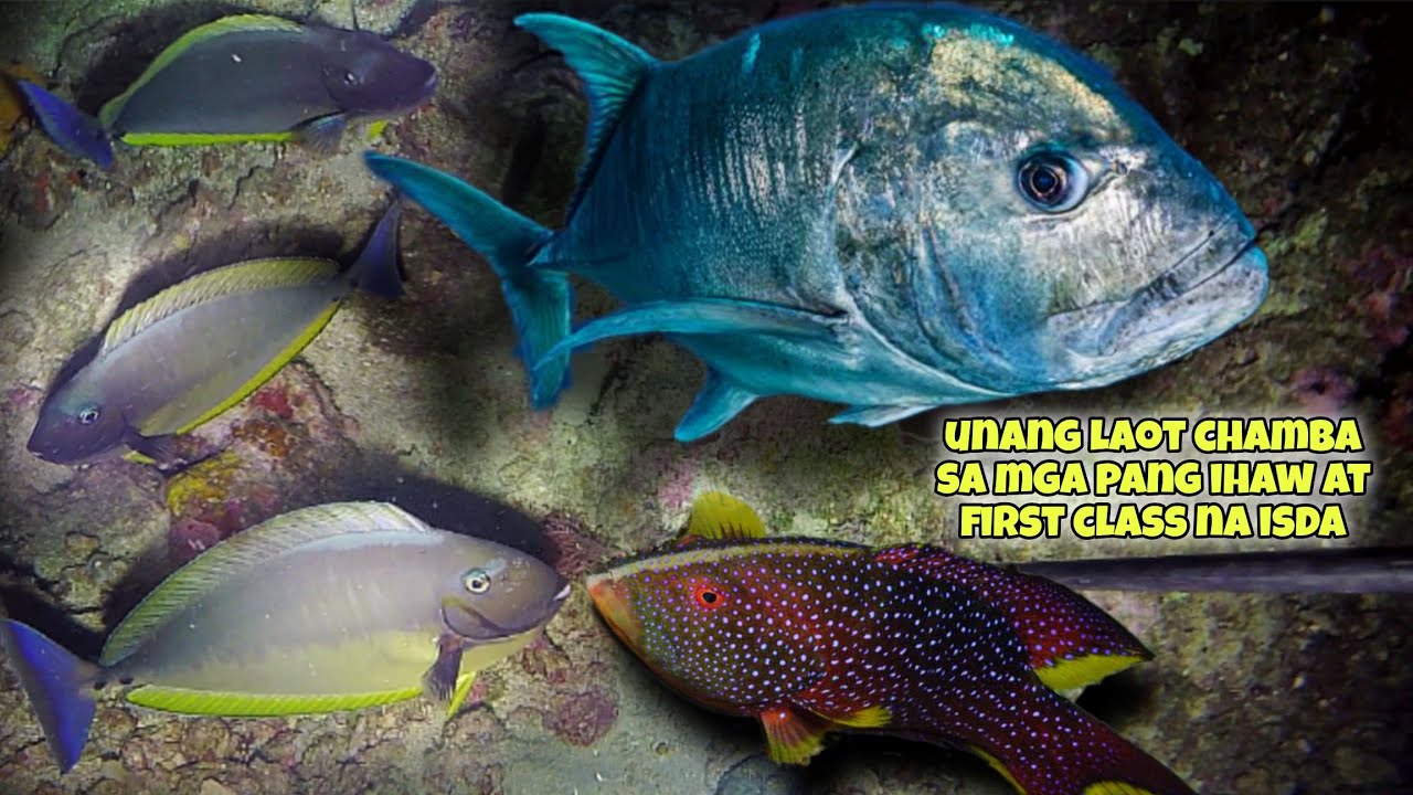eps.372 UNANG LAOT CHAMBA SA MGA PANG IHAW AT FIRST CLASS NA ISDA🤩 # ...