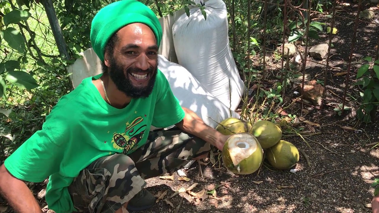 Rasta Farm I - Talk EPISODE 3 - Coconut Pawty - How to cut it open ...