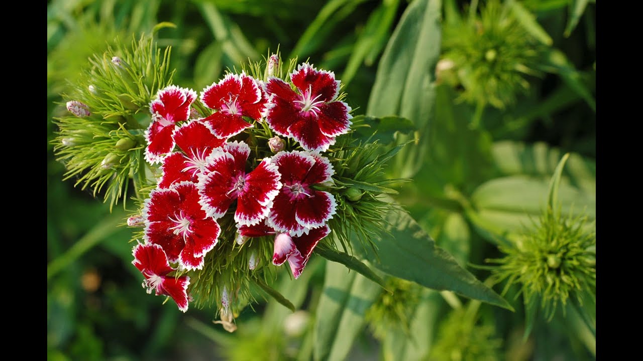 Two or three posies by John Keats - YouTube