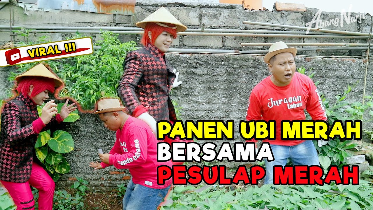 PANEN UBI "MERAH" BERSAMA PESULAP MERAH ??? || ABANG NARJI TAKJUB ...