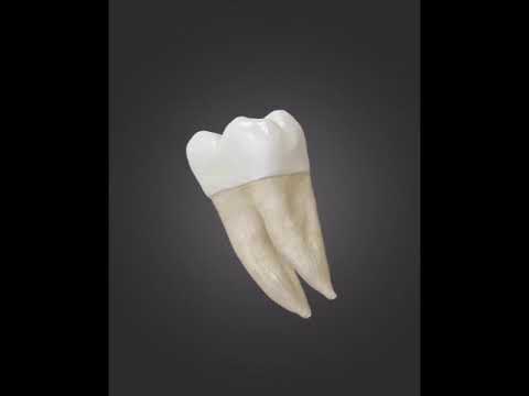 Dental Quiz: Identify the Tooth (II) - YouTube