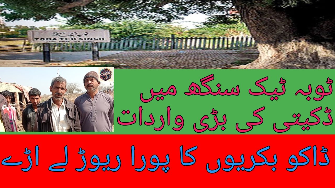 Major robbery in Toba, Robbers took away the entire herd of goats,Daku ...