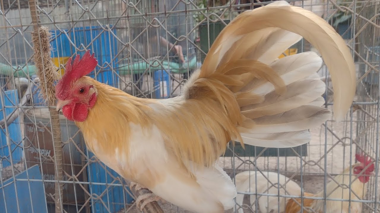 Gallos Miniatura La Huerta Jalisco 13-abr-25 - YouTube