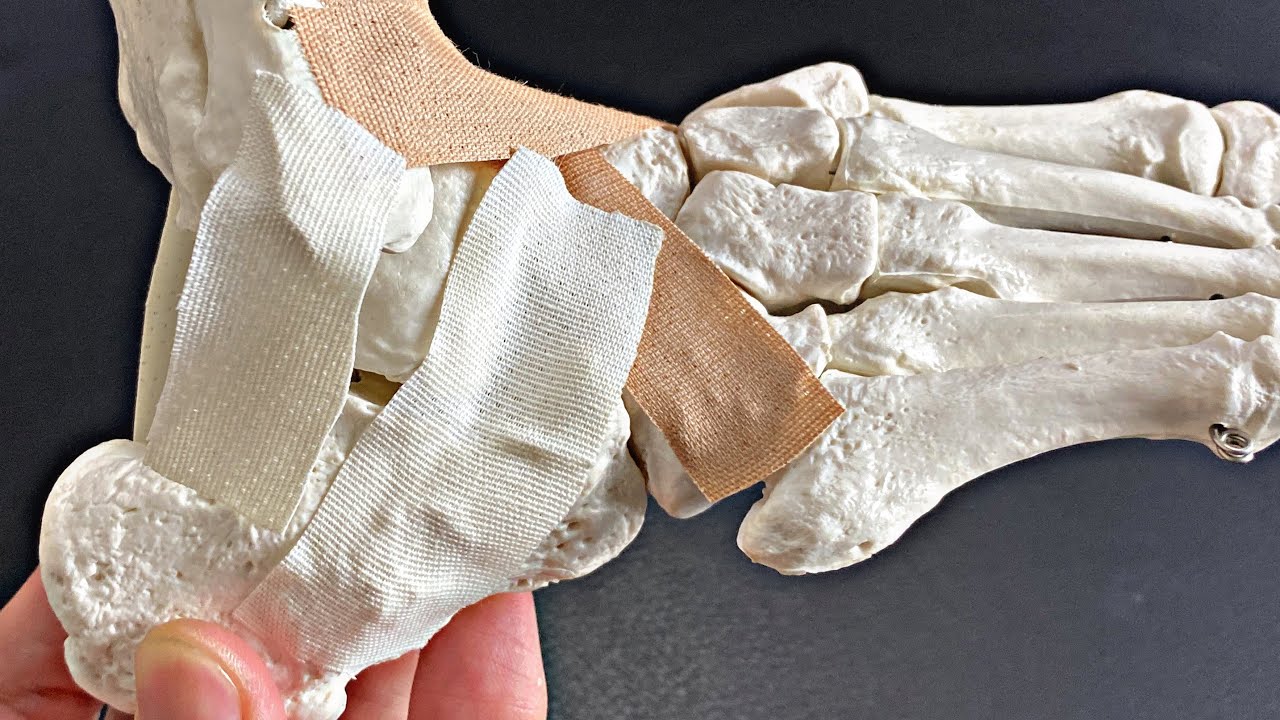 Connective tissue anatomy around ankle joint (English) - YouTube