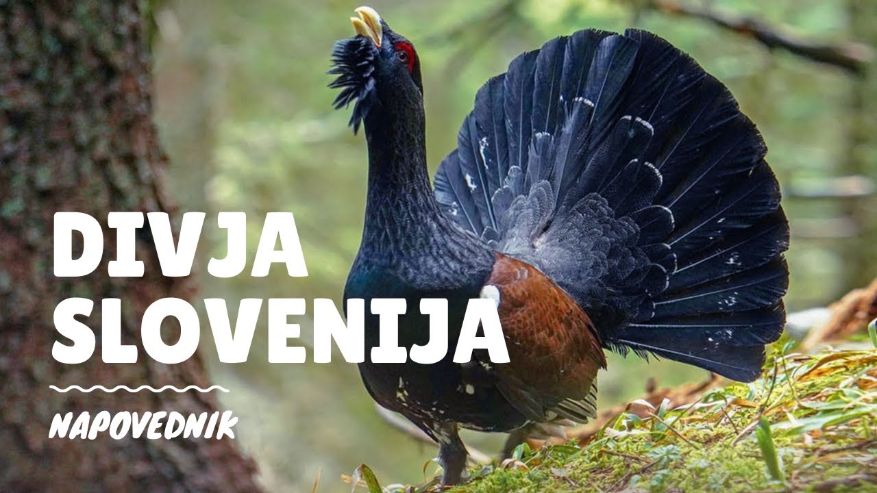 Divja Slovenija (napovednik) - dokumentarec - YouTube