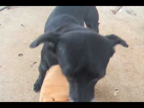 Vida de un perro sato(Public service) - YouTube