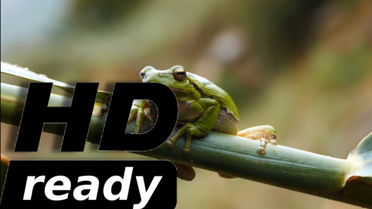 frog reeds green - free commercial video HD - YouTube