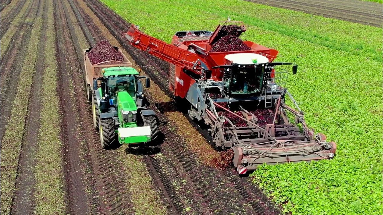 dewulf Kwatro Self Propelled Harvester, Harvestering Red Beet - YouTube