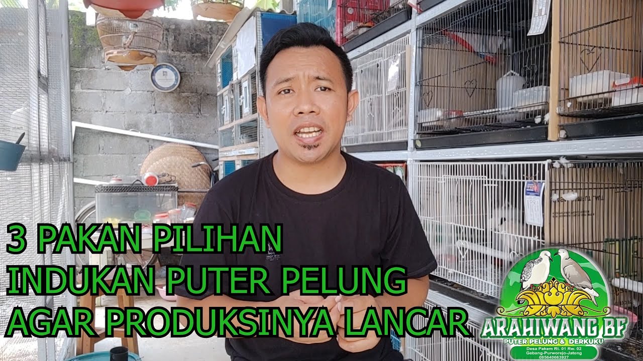 Cara Merawat Indukan Puter Pelung Agar Produksinya Lancar - YouTube