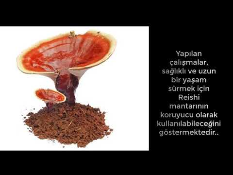 Ölümsüzlük Mantarı Kralların Tıbbı (Kırmızı Reishi Mantarı) Bilinmeyen Faydaları