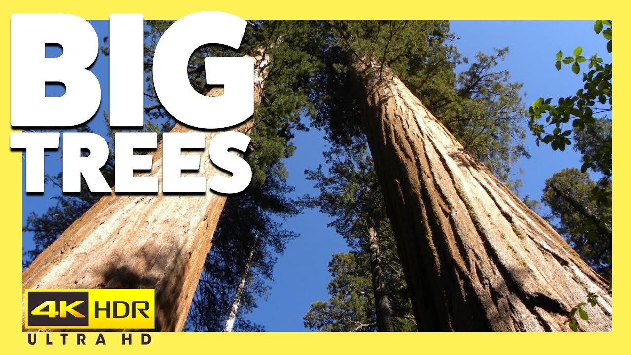 Calaveras BIG TREES State Park Campground Drive Through & DRONE VIDEO ...
