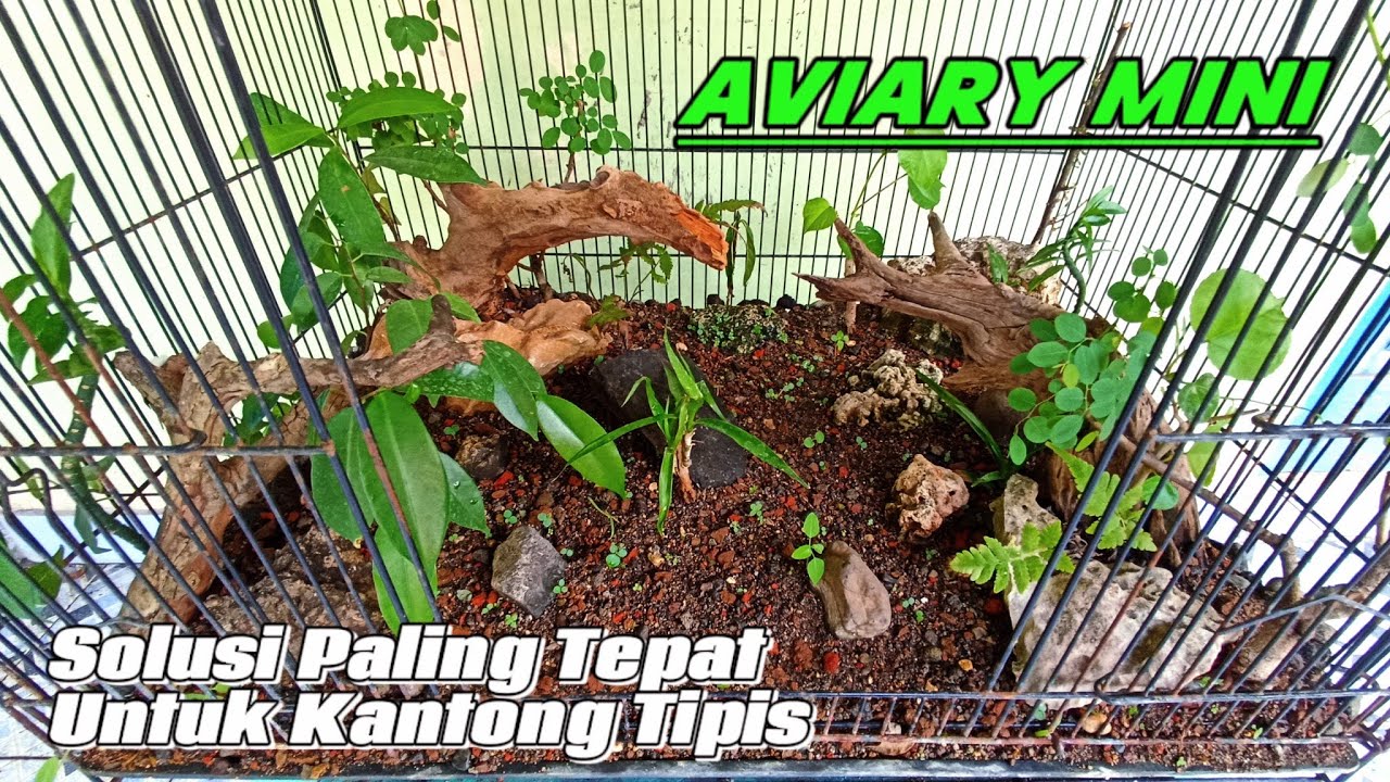 AVIARY KANTONG TIPIS UNTUK SEMUA BURUNG KECIL - YouTube