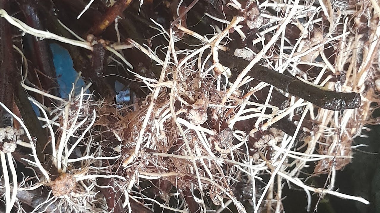 CARA MUDAH MENUMBUHKAN AKAR CALON BIBIT ANGGUR,@petanihidroponikcomal ...