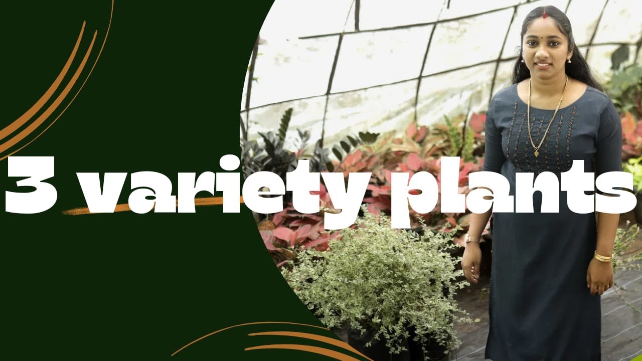 variety pants, variegated privat plant,malpighia coccigera, dracaena ...