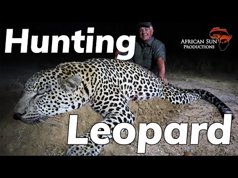 Huge Leopard - Hunting in Zimbabwe