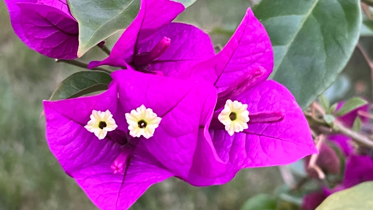 How can you enjoy the beautiful blooms of Elizabeth Angus Bougainvillea ...