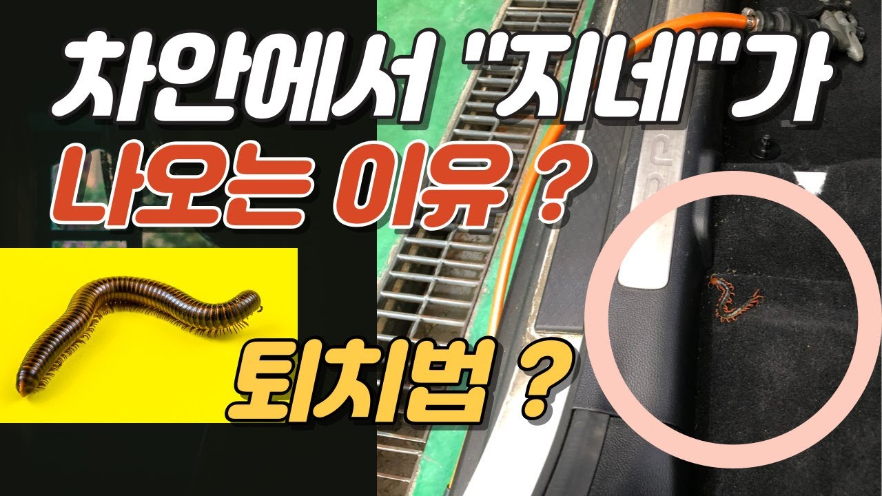 차안에서 "지네"가 나오는 이유? 퇴치법?Why do you have a centipede in a car?How to get ...