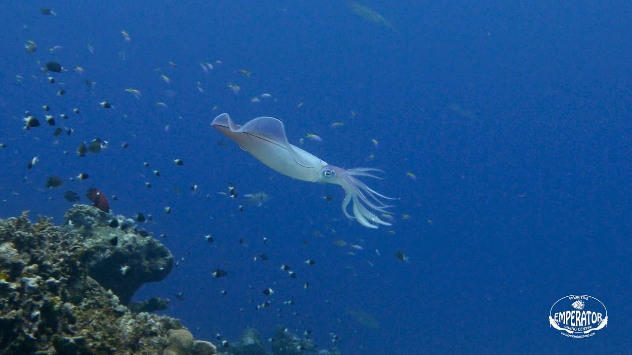 Magical Squids 2020 - YouTube