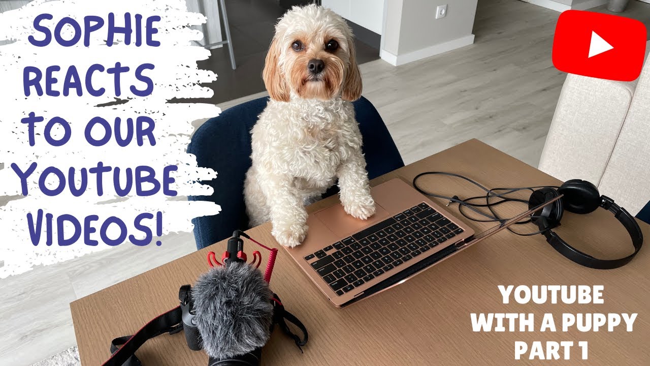 What it's Like Having A Youtube Channel with a Dog! 🐶 - YouTube