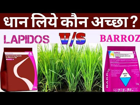 धान के लिए कौन सा कीटनाशक डालना चाहिए? adama lapidos या adama Barroz ...