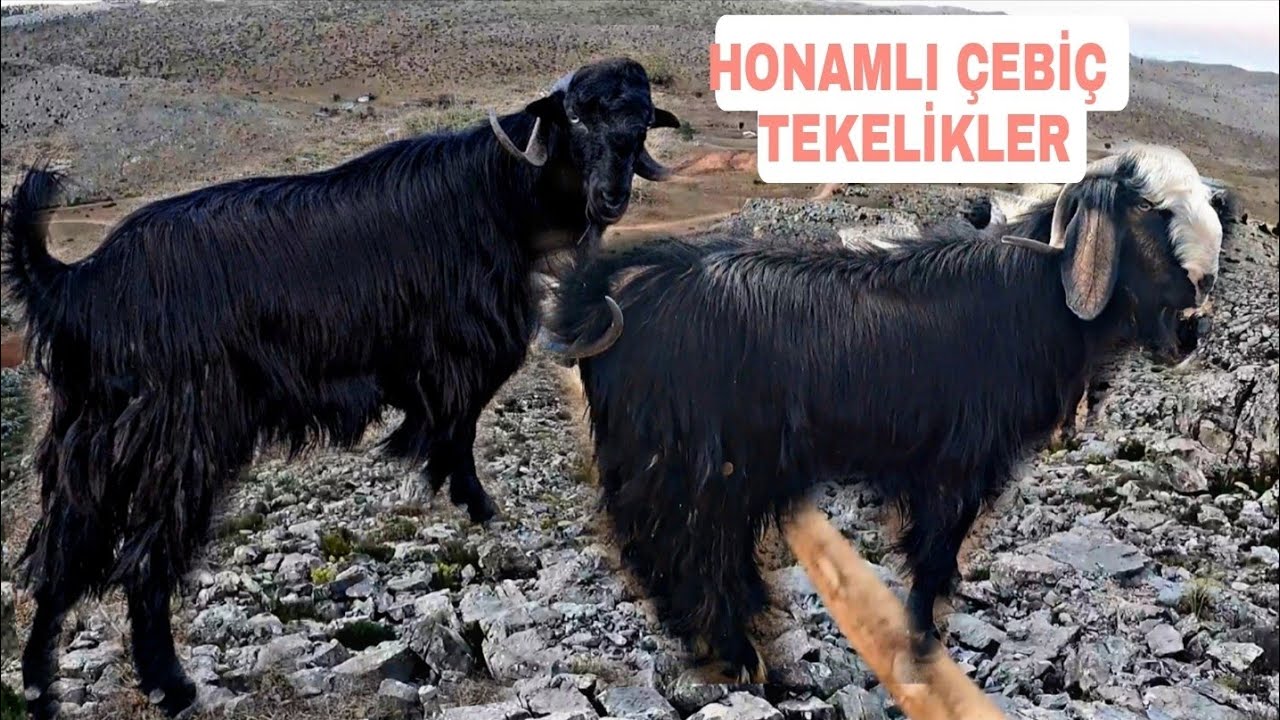 2 TANE YENİ HONAMLI ÇEBİÇ TEKELİK ALDIM / FİYATLARI NERELERDE / KEKLİK ...