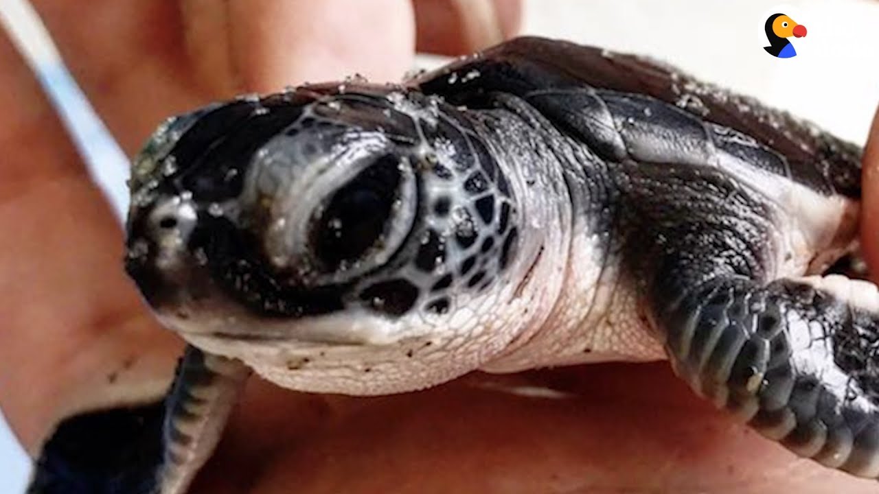 Sea Turtles Stranded By Hurricane Saved by Kind People | The Dodo - YouTube