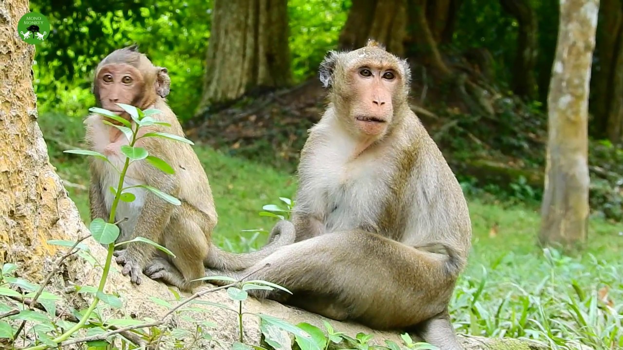 Cute Big Baby Busy Never End ST1523 Mono Monkey - YouTube