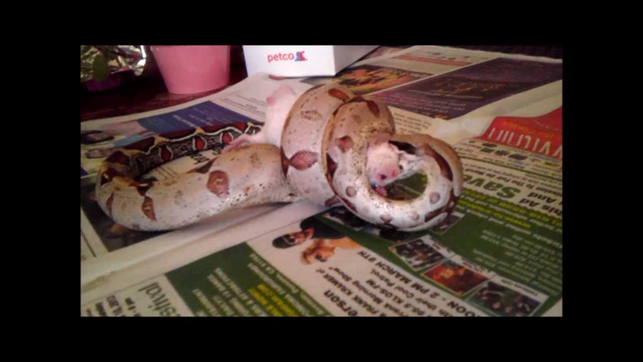 Guyana red tail boa eating mouse - YouTube