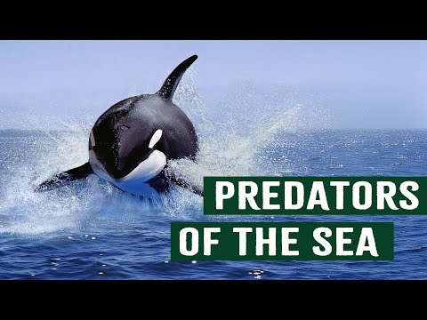 Killer-Orcas: Die tödlichsten Jäger des Meeres