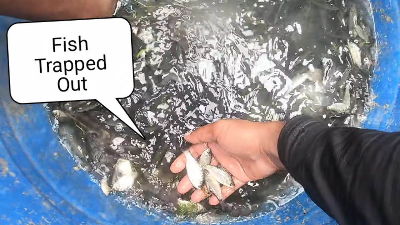 Pothiya Fish || Catched Pothiya Machli || Fish Trap - YouTube