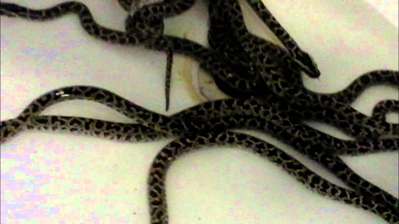 Baby Dwarf Burmese Python taking a swim - YouTube