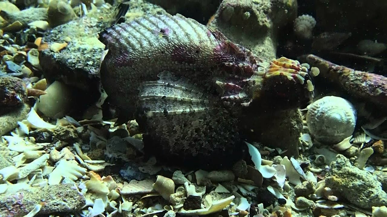 Goblin Fish Portsea Pier Part 2 - YouTube