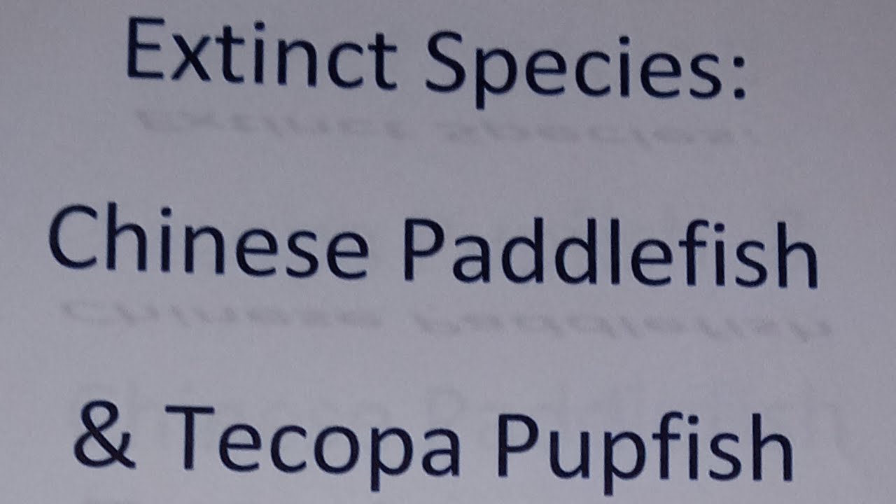 Extinct Species: Chinese Paddlefish & Tecopa pupfish - YouTube