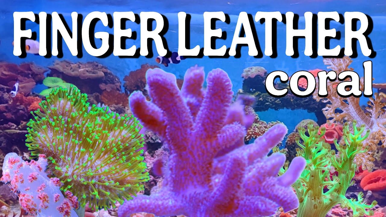 FINGER LEATHER CORAL | CORAL BLANDO FÁCIL DE MANTENER - YouTube