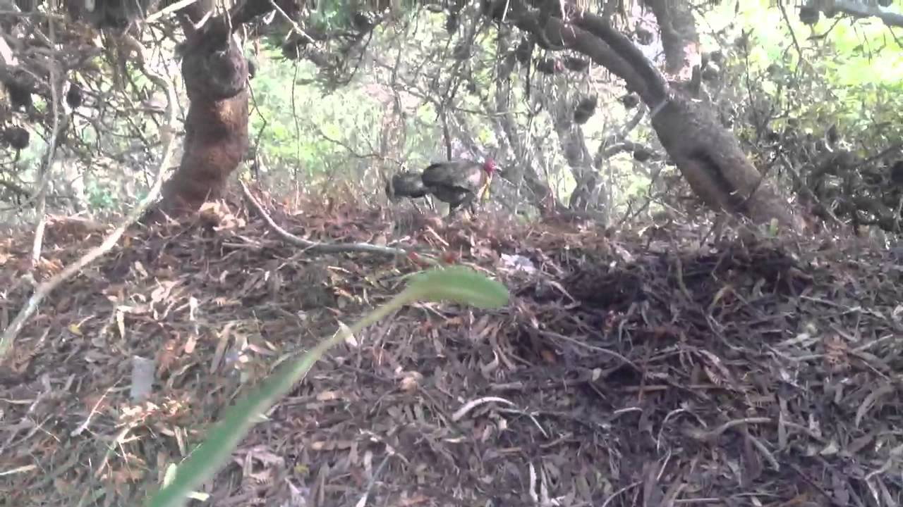 Wild Turkey Making Compost to Hatch Eggs - YouTube