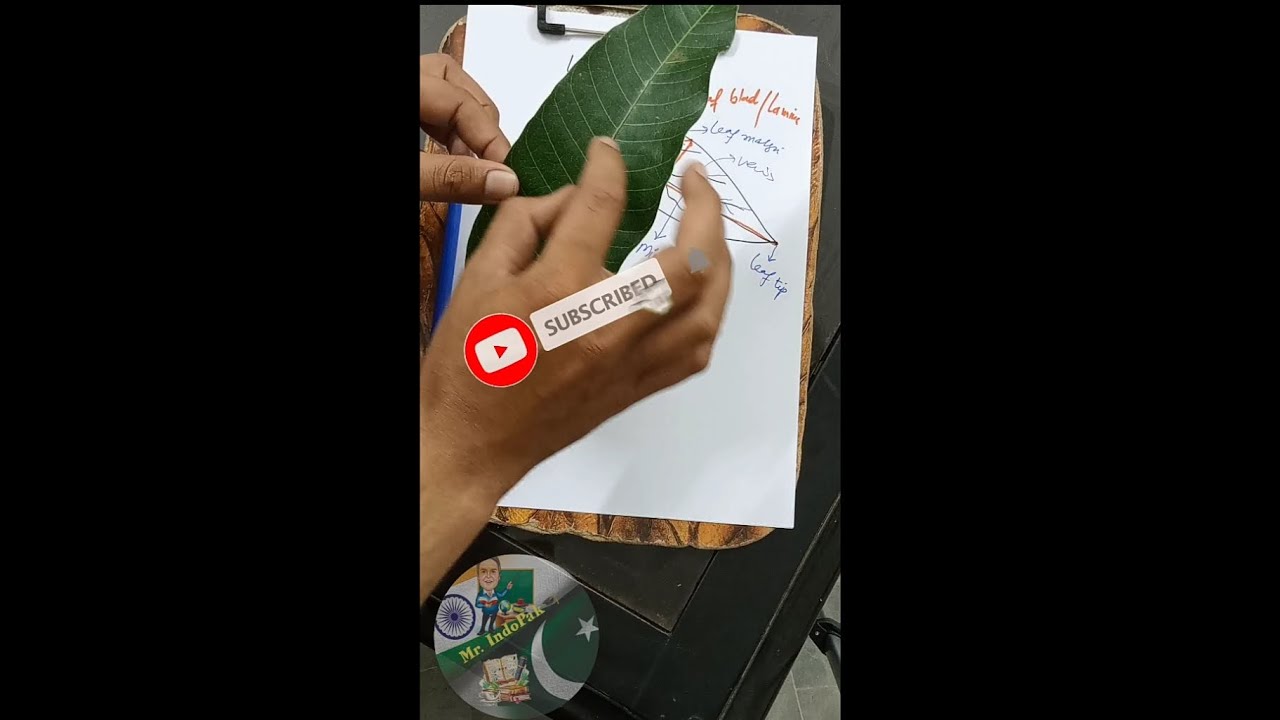 Leaf Anatomy and physiology and biochemistry PART-1 - YouTube