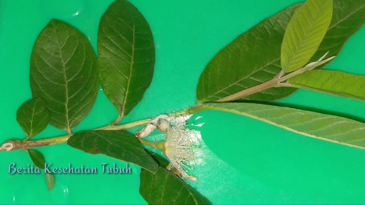 Terungkap!! Berbagi 5 Manfaat Pucuk Daun Jambu Biji untuk Kesehatan ...