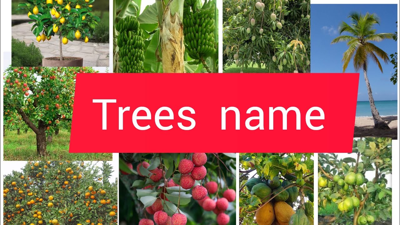 trees name | trees name in english with picture | trees and plants name ...