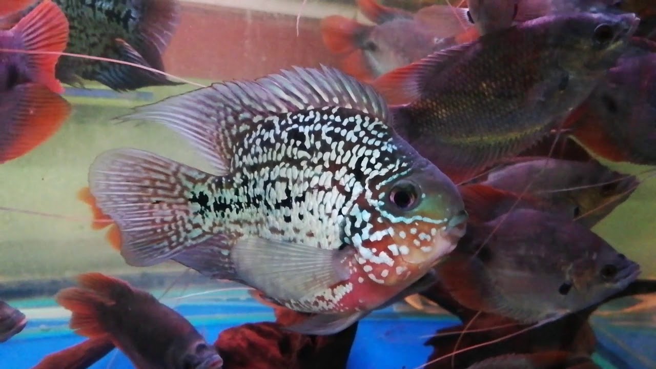 Unfaded Malaysian Pearl parrots - YouTube