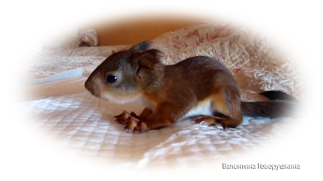 Baby squirrel Noble. Бельчонок ( 4 недели )手工蛋白質 - YouTube