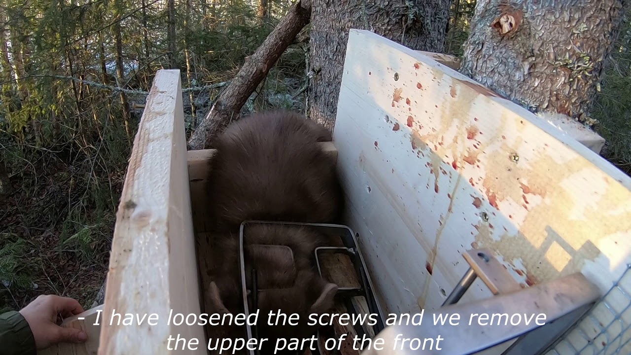 Mårdfångst 2: Sätta fälla. Fångst. Skidor.Marten trapping. Set up trap ...
