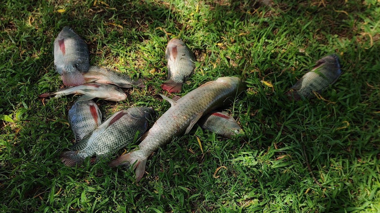 Primeira carpa capim e mais tilápias com os Velhinhos. #pescasempre ...