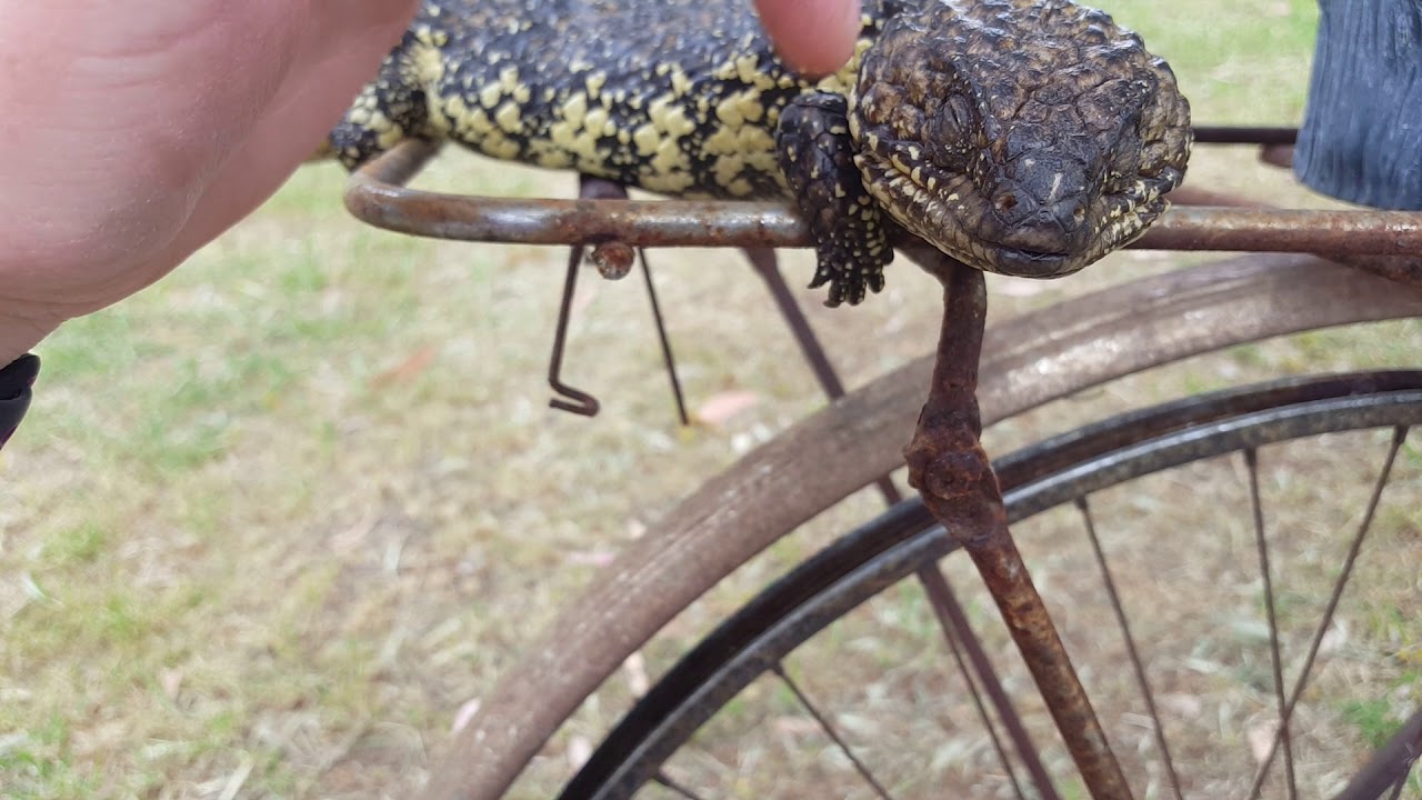 Lizard loves a scratch behind the ear - YouTube