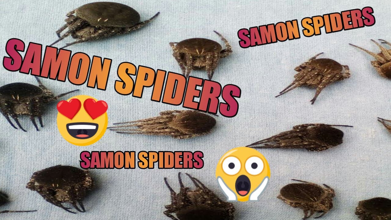 ISABELA'S FINEST!!! SAMON PRIDE PH | TOP SAMON SPIDERS - YouTube