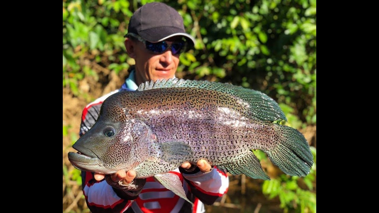 Pescando guapote SAHSIN PLIKI rainbowbass - YouTube